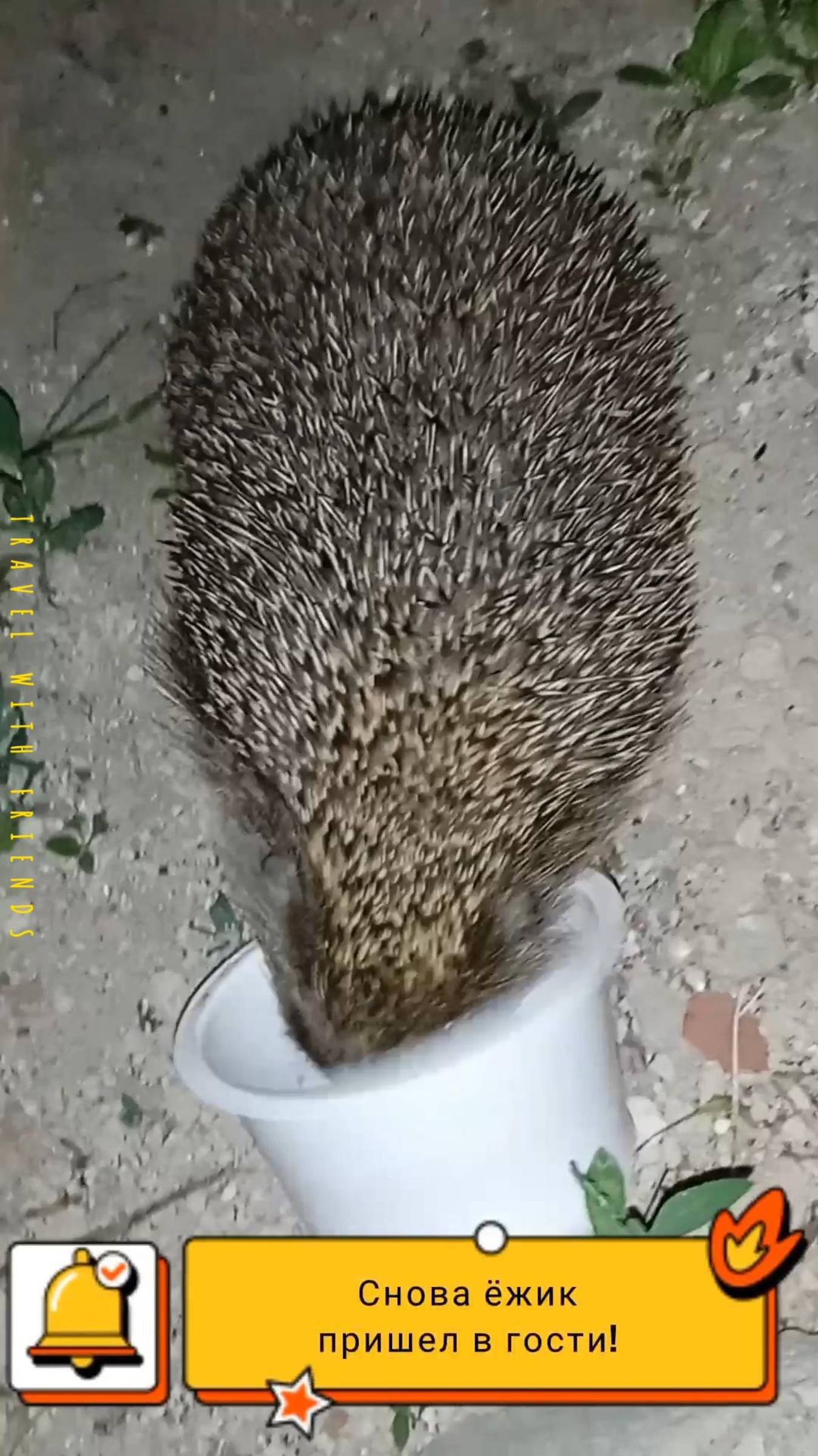 Ежик прикольно кушает