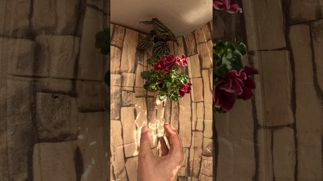 Фиалки Зима Улыбается, ВаТ-Супер Мама, ПТ-Гранд Султан 13 04 25г