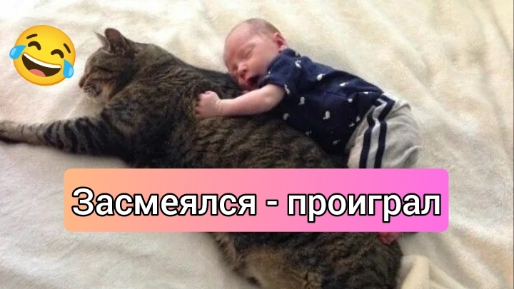 Смешные видео | приколы с животными #10