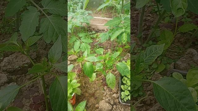 Андрюха думает, что это табак... я попала