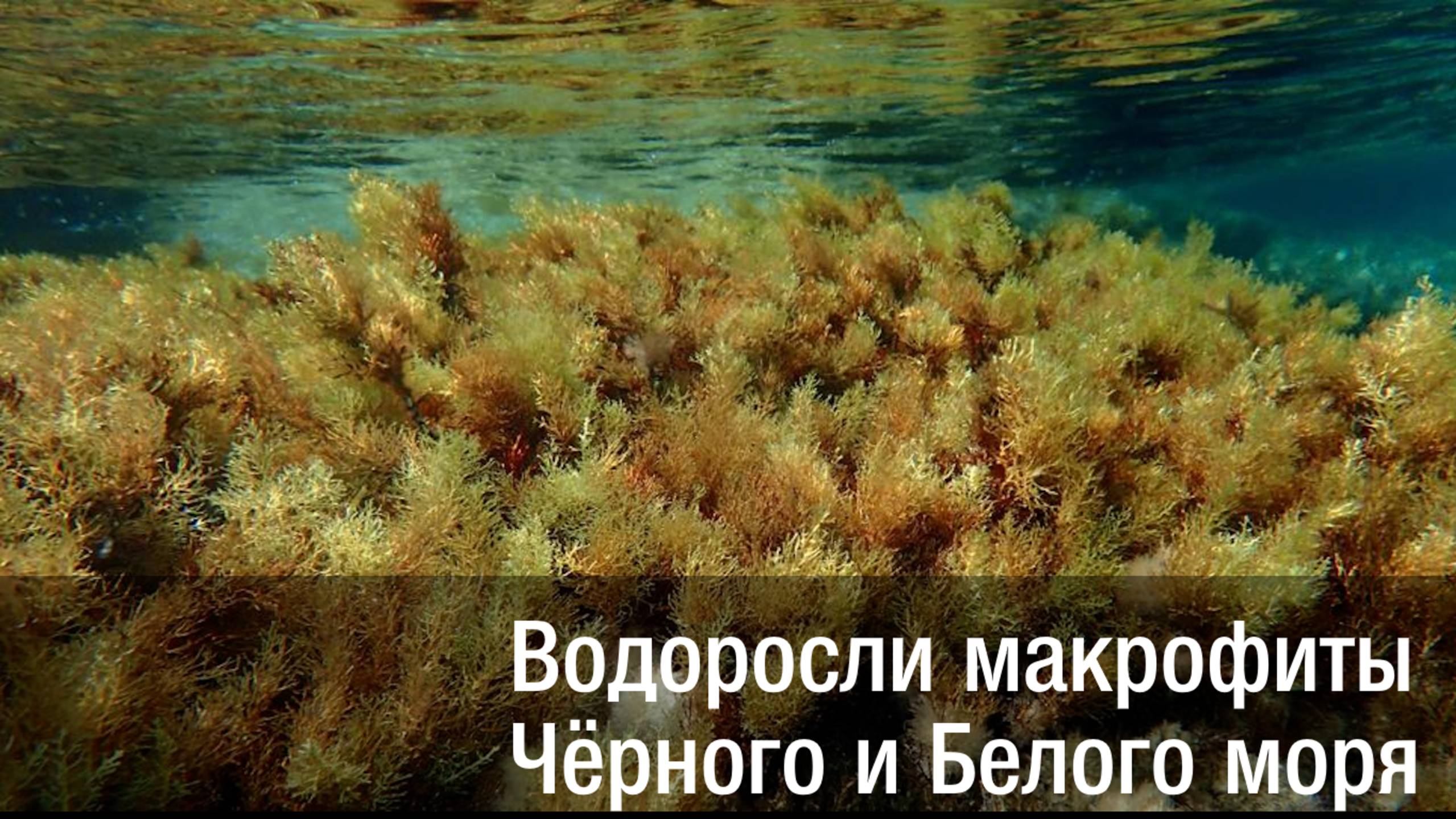 Водоросли Чёрного и Белого морей.