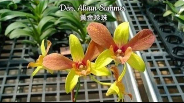 П-6. Ч-3. Обзор после получения посылки и пересадки, спустя 42 дня