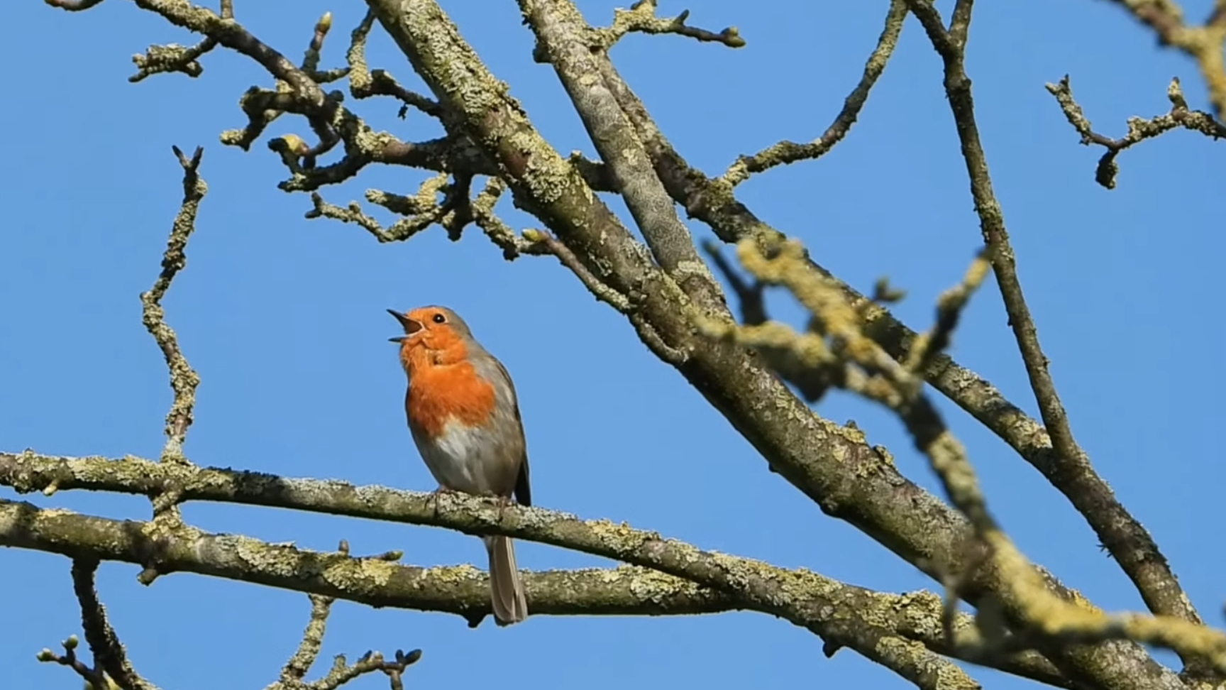Как поет малиновка.