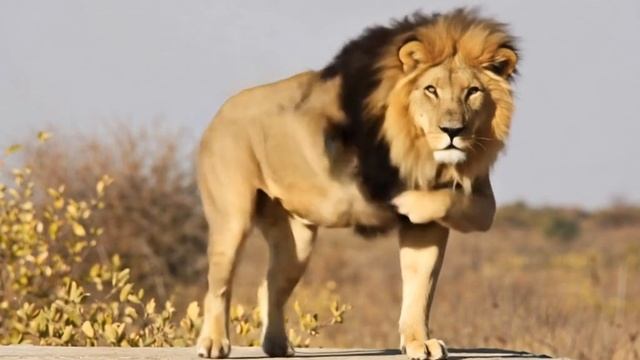 Танец льва