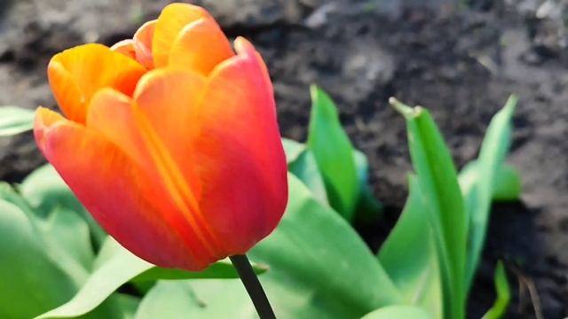 Майские цветы  в саду .