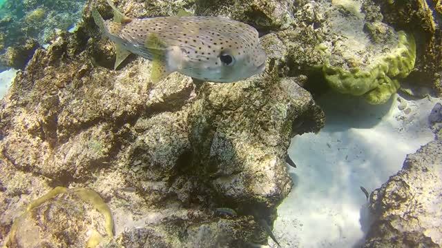 Рыбы Андаманского моря - Длинношипая рыба-ёж (Diodon hystrix).