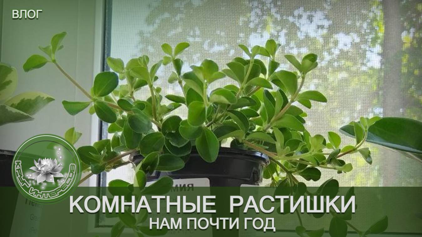 ПЕПЕРОМИЯ  И ИЖЕ С НЕЙ