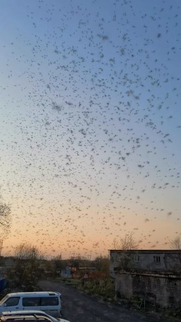 Их всюду множество! Аааа!