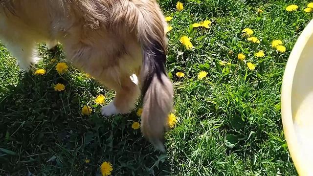 Вик и диск Миянву, май 25