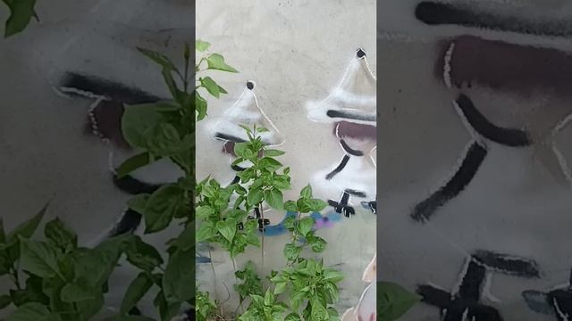 Секрет палки и феромоны