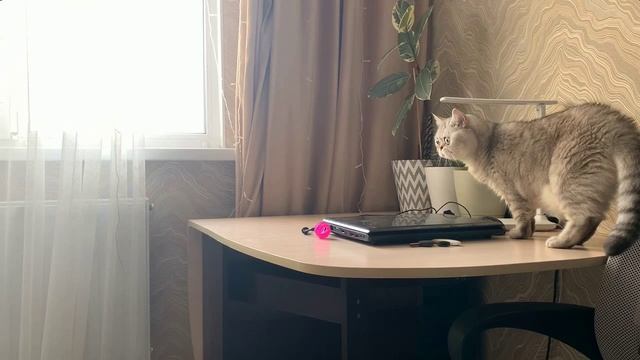 Ну, что с тобой делать