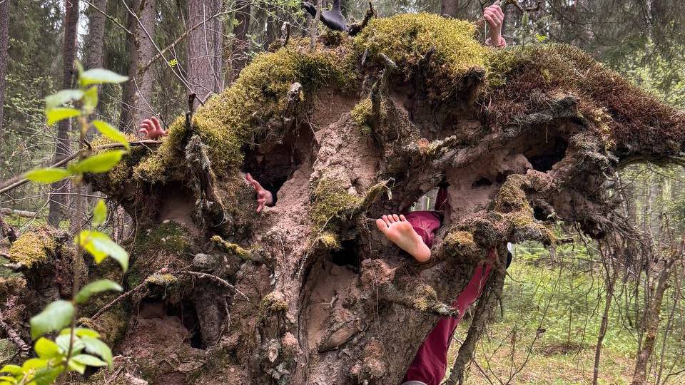 Таинственный лес