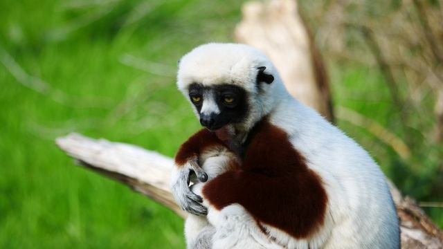 Bird Death Factory. Let's preserve the nature and history of Great Britain. Фабрика смерти птиц