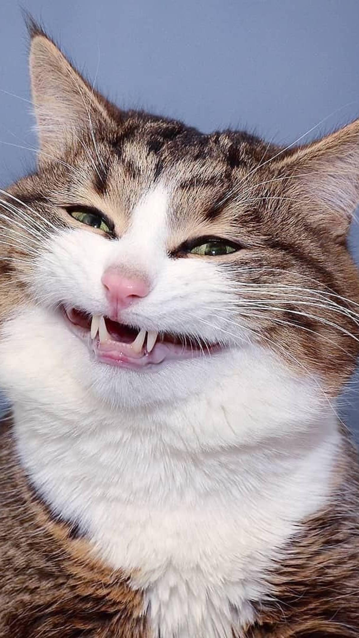 СМЕШНИЕ КОТИКИ #развлечения