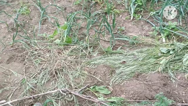 Дела огородные. 19 мая погода начинает устанавливаться.