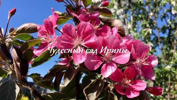 Дачное 1. Май 2025. Чудесный сад Ирины