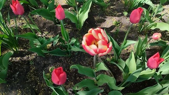 Фестиваль тюльпанов,к дню города СПб