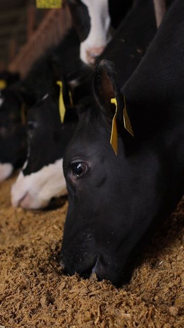 Уникальные решения для эффективного воспроизводства стада