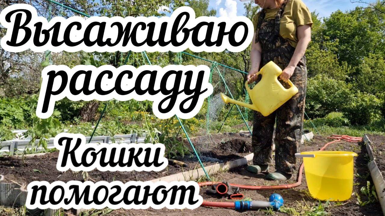 Высаживаю переросшую рассаду 🌱 Кошки помогают удобрять, рыхлить и полоть 🐈⬛😅