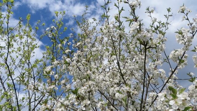 Цветение вишни.