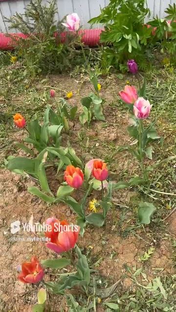 Что цвет в мае в саду #gardener #garden #сад #садовод