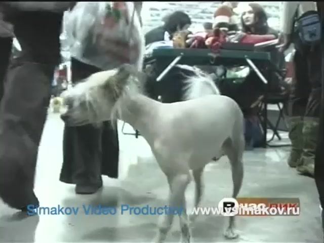 Программа "В Час Пик". Собачья жизнь.