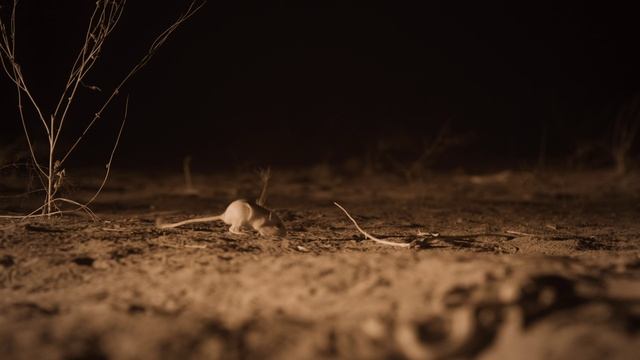 Тайный мир звука1. Охотники и добыча