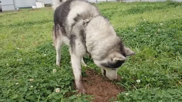Поиск мышей на участке. Сибирский хаски. |  🍀 Строю САМ