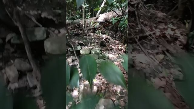 Те же полуджунгли.