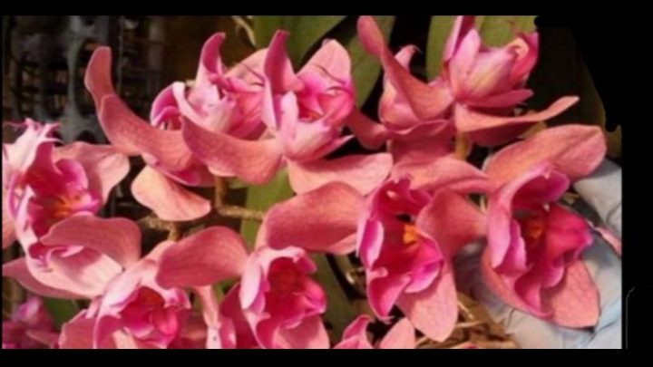 П-7. Ч-4. Фаленопсис Marie Red (pelor}. Обзор через 42 дня после получения и пересадки из мха