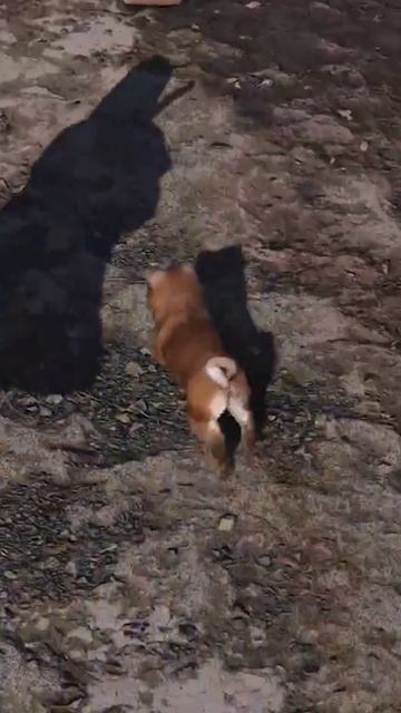 Котоферма в #AssassinsCreedShadows 
#DevReality #videogames #gamedev  #gamer #прохождение