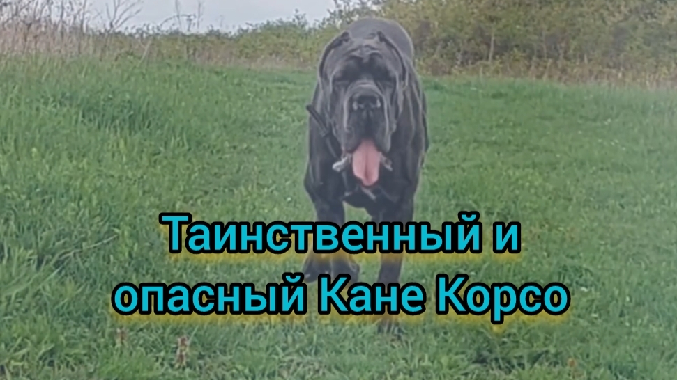 Опасные Породы Собак? Таинственный Кане Корсо.