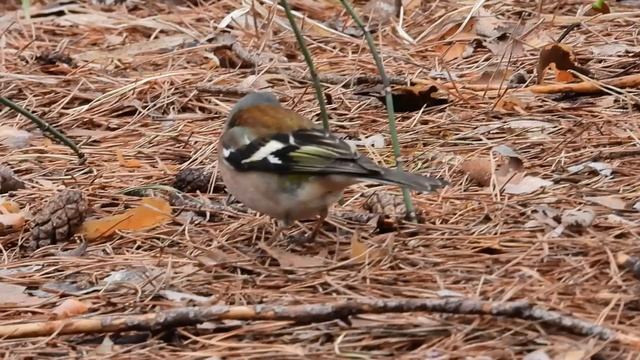 зяблик пасётся