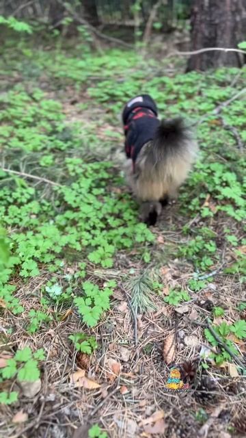 Буду пукать на всю хату!💨😹 #котики #юмор #природа