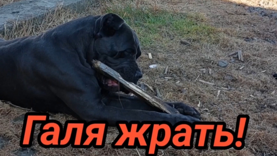 САМЫЙ ГОЛОДНЫЙ ПЕС! ПОМОГИТЕ НАКОРМИТЬ КАНЕ КОРСО.