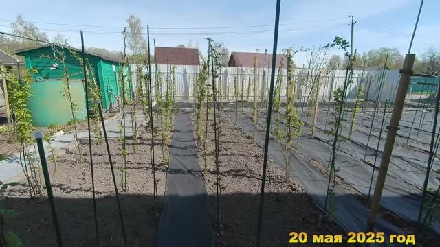 7 соток. В малиннике каждый день есть работа. Хроника 20 мая 2025 год