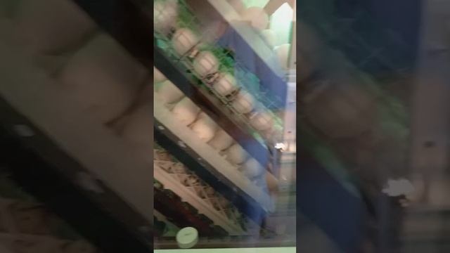 Внимание! Видео для заказчикам индюшат.