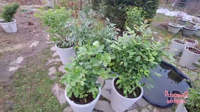 РОЗЫ НА БУТОНАХ достаем из парника