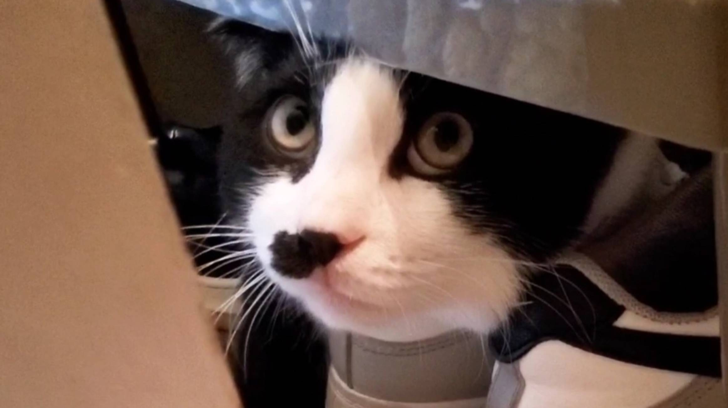 Тайсон спрятался