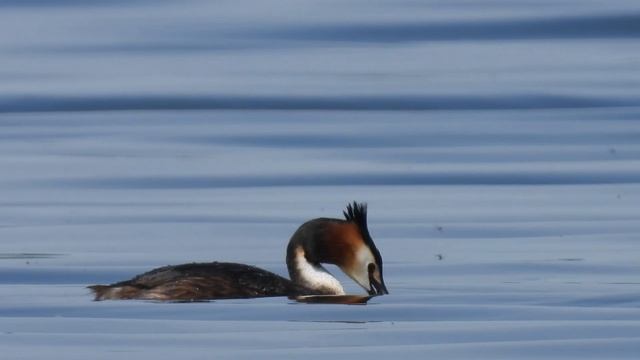чомга и рыбка