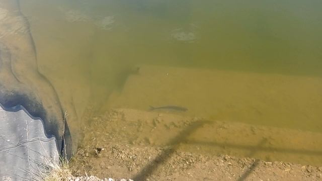 Пелядь на мелководье
8 мая 2025