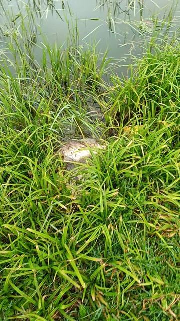 Что случилось на Нагульном?  Замор карпа.