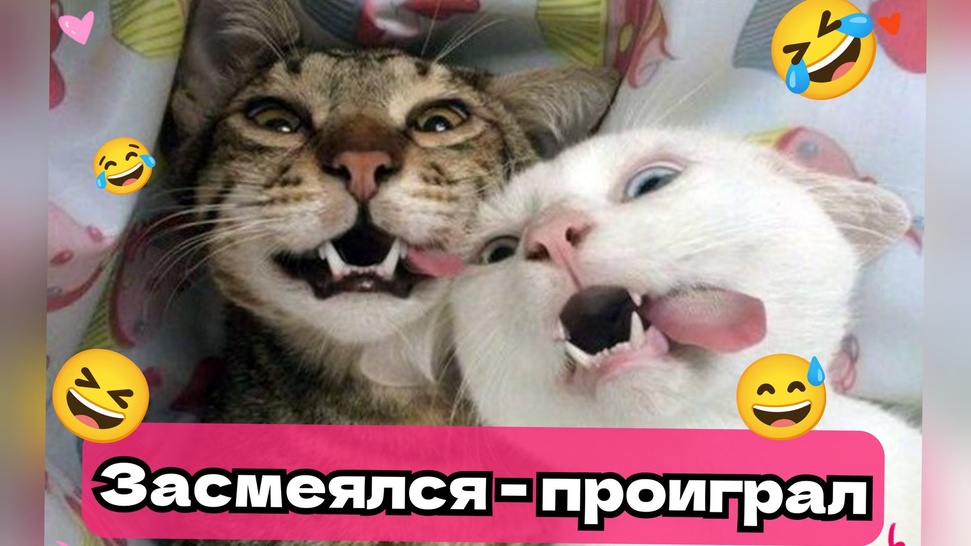 Смешные видео | приколы с животными #11