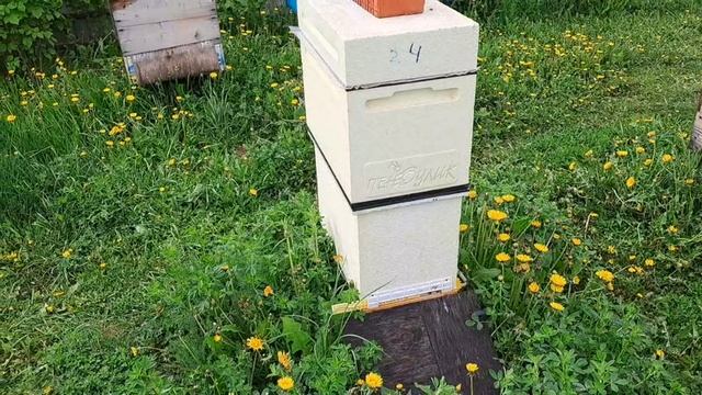 План подготовки пасеки к основному медосбору.