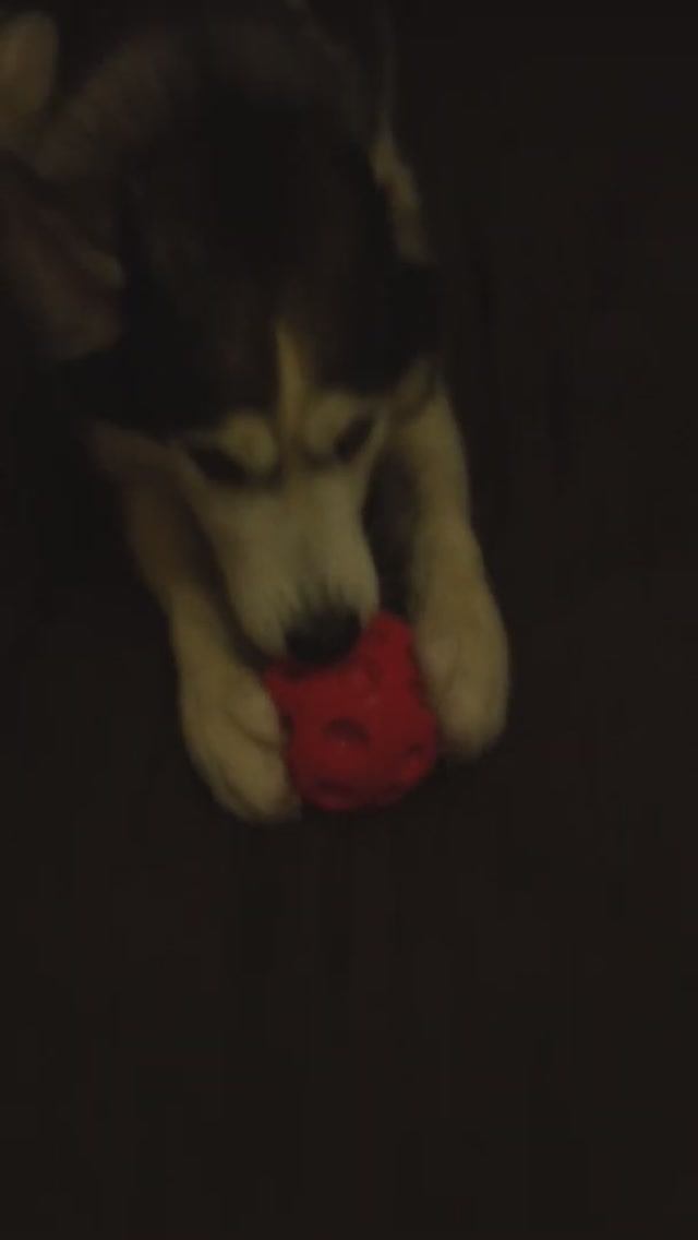 Любимая игрушка. Счастья много мне бывает. Сибирский хаски. | 🍀 Строю САМ