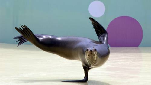 Китай. Город Ханчжоу. Выступление дрессированного тюленя.