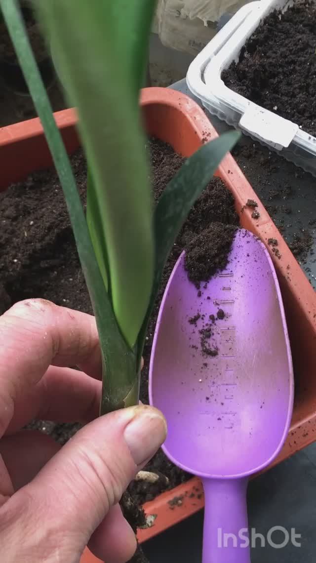 Весенняя ревизия комнатных растений