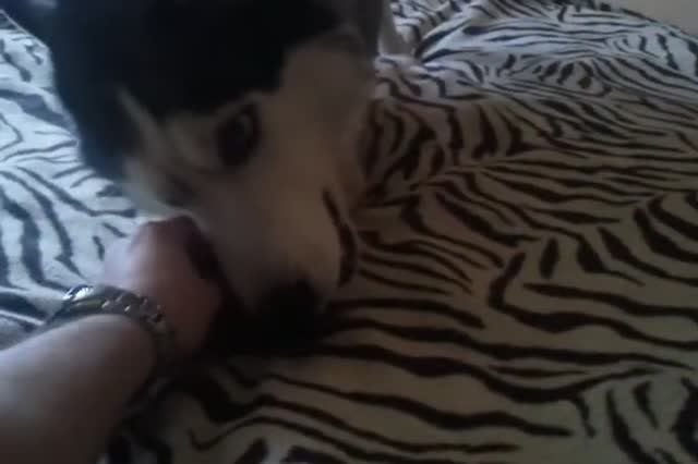 Любимая игрушка. Поиграй со мной. Сибирский хаски. | 🍀 Строю САМ