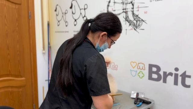 Курсы груминга - шпиц, вокруг хвоста