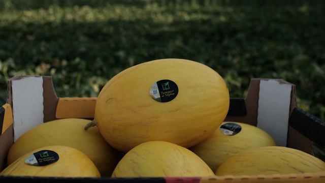 Дыня Канарская - раньше всех созревает для вас